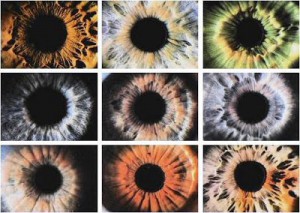 L’iris raconte notre corps ! – L'essen-ciel